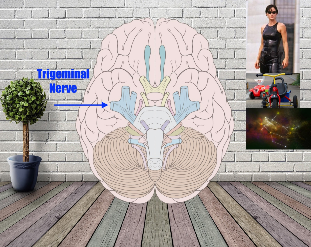Cranial Nerves Mnemonic: How to Easily Remember All 12 In Order