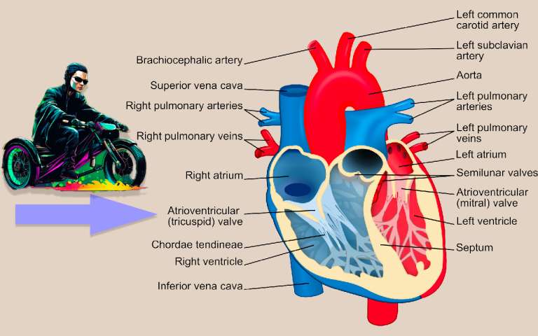 How to Remember Blood Flow Through the Heart: Easy Mnemonic Examples